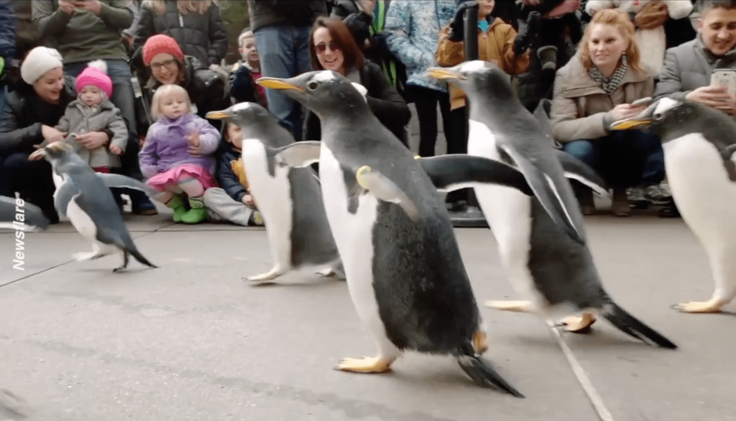 Parade of Penguins Strut Their Stuff in Pittsburgh | EpochTV