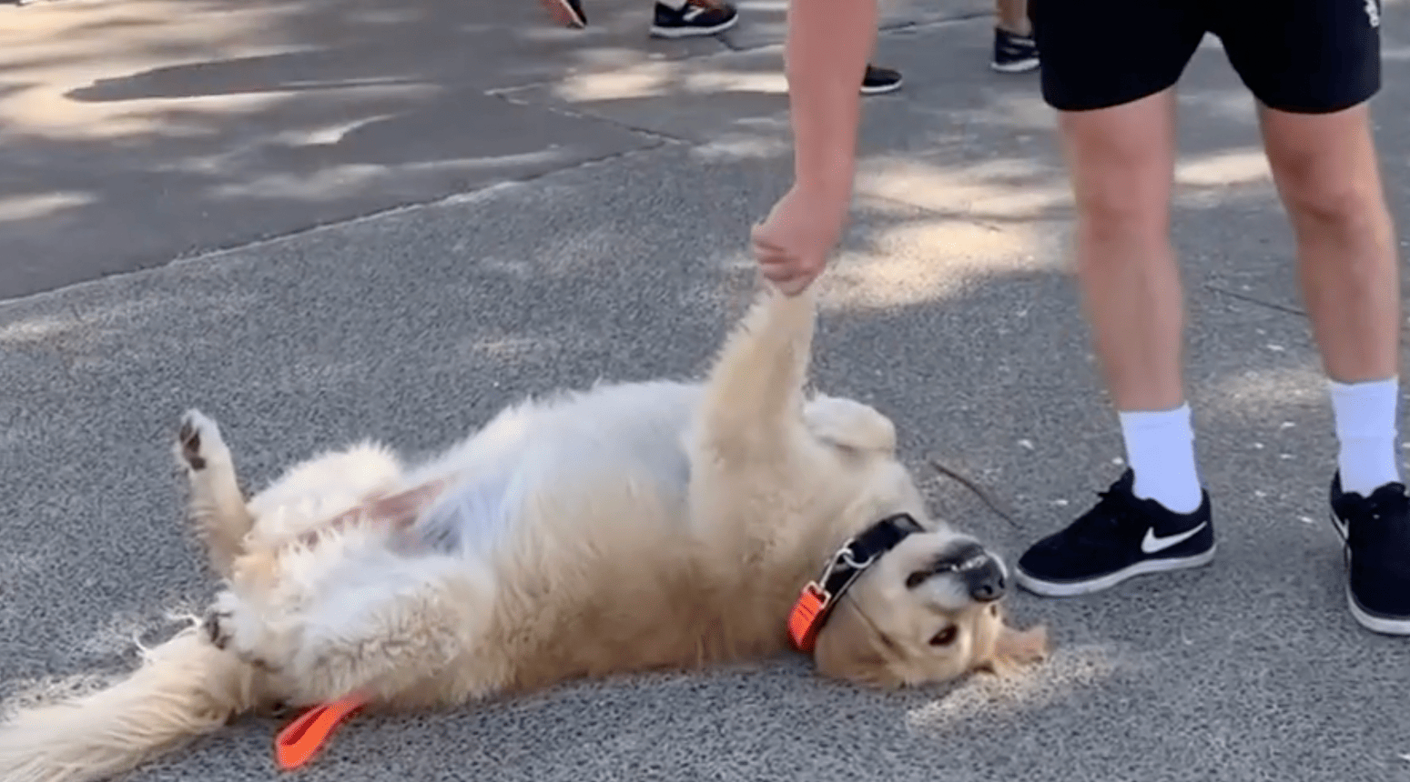 Stubborn Dog Refuses to Go Home | EpochTV
