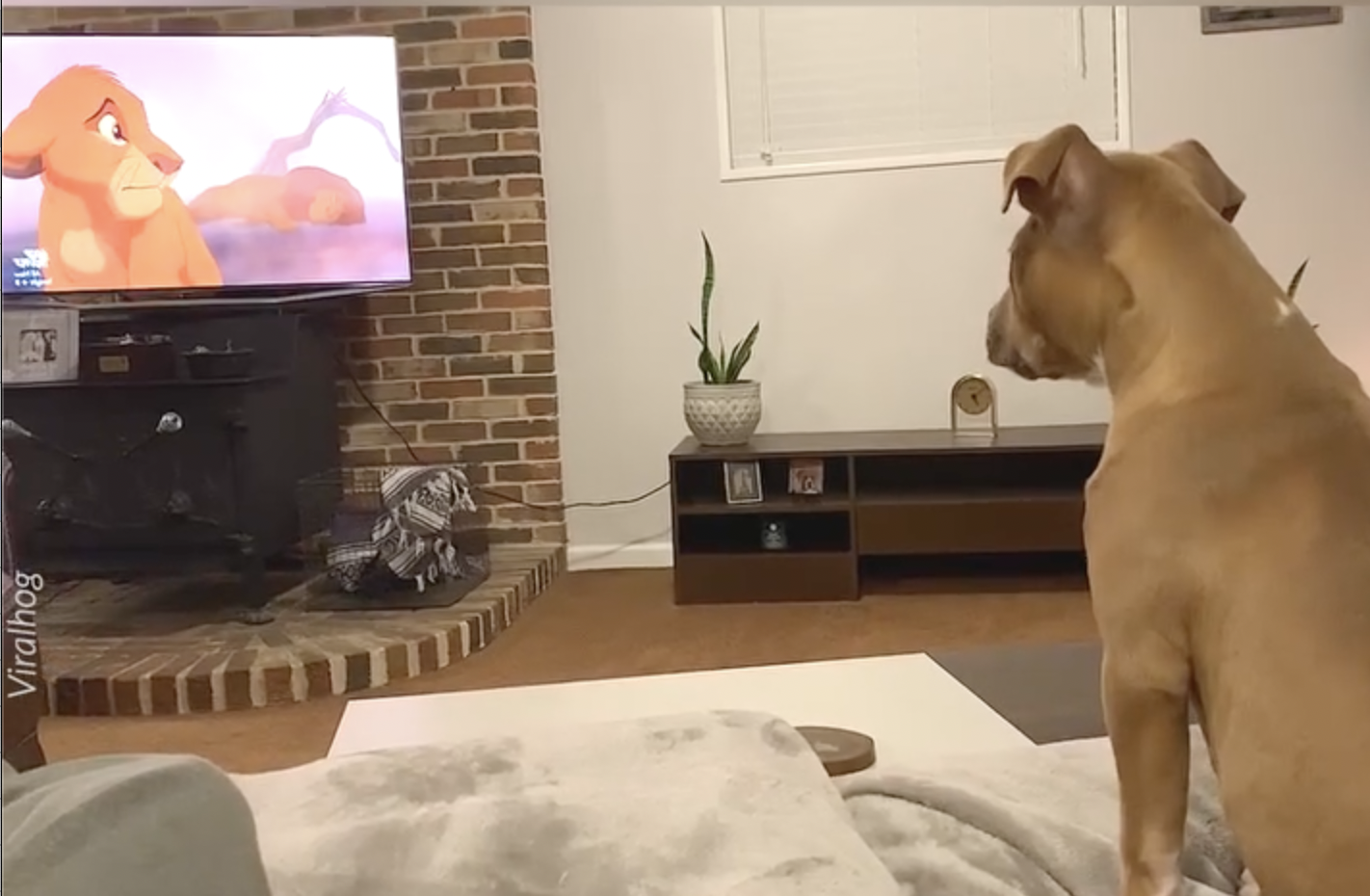Puppy Sympathizing With Simba | EpochTV