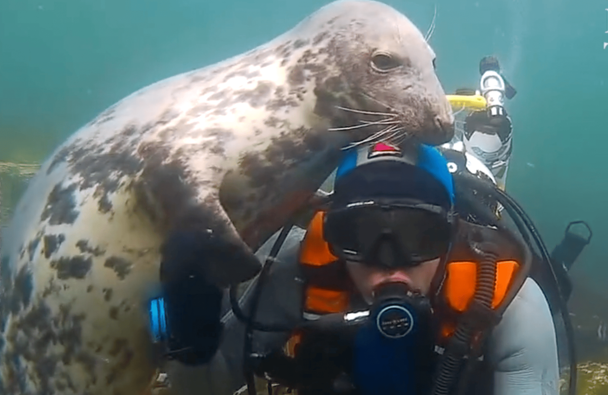 Seal Gives Diver a Loving Cuddle | EpochTV
