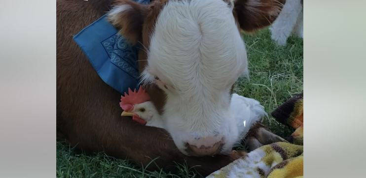 Unlikely Friends Embrace at Animal Sanctuary | EpochTV