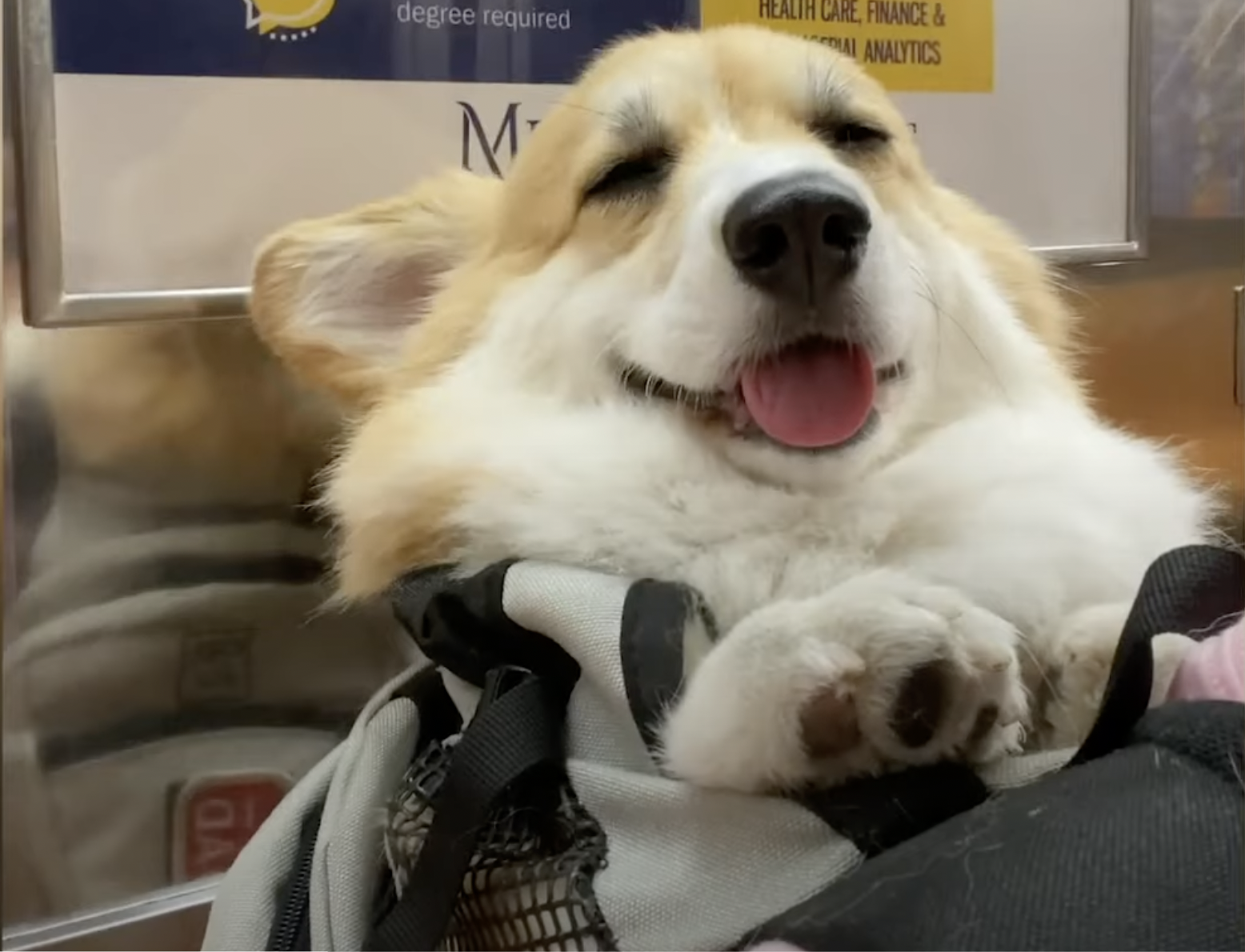 Adorable Corgi Loves Riding Around With Her Owner in His Backpack | EpochTV