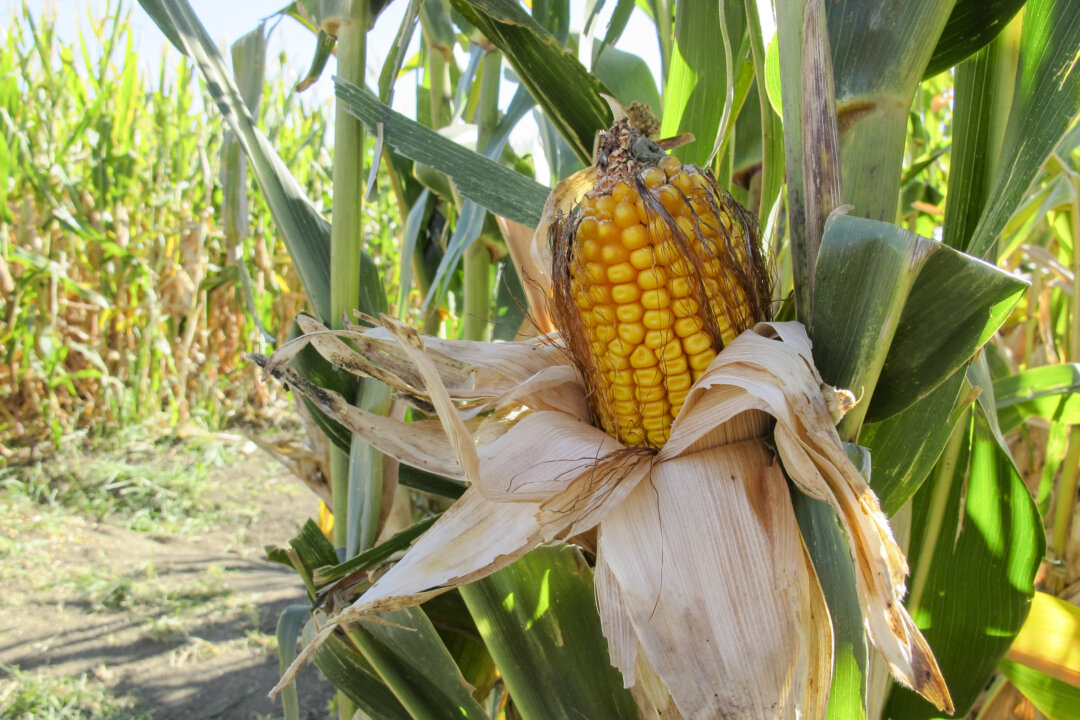 Canadian Corn Mazes to Explore This Summer and Fall | The Epoch Times
