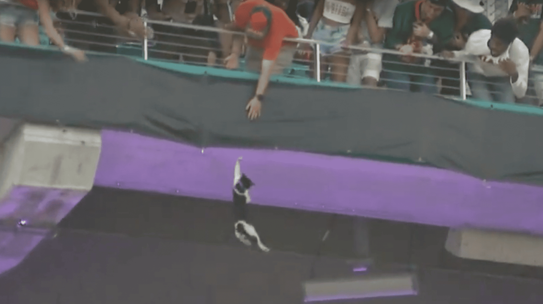 Stadium-Goers Use Flag to Catch Falling Cat | EpochTV