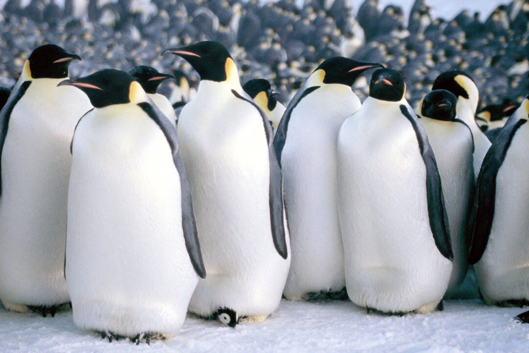‘March of the Penguins’: A Year in the Life of Non-Flying Antarctic ...
