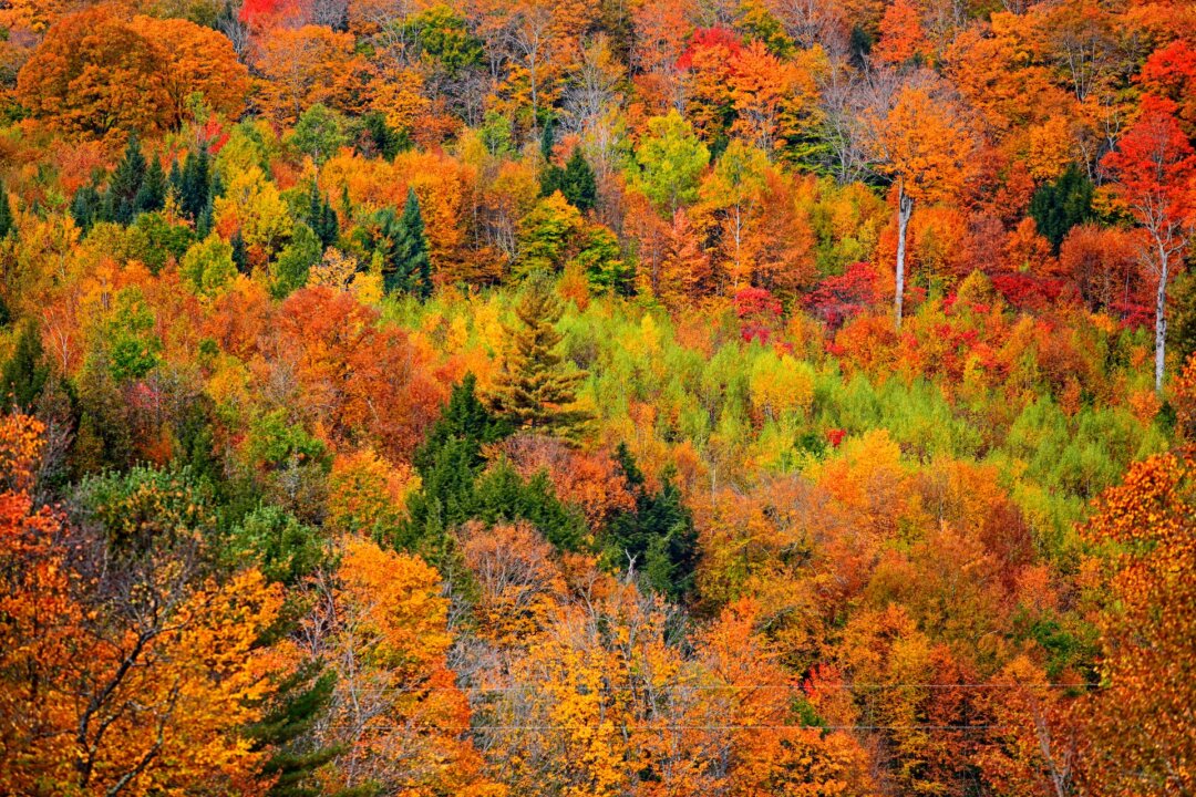 Tracking Fall Foliage: 2024 | The Epoch Times