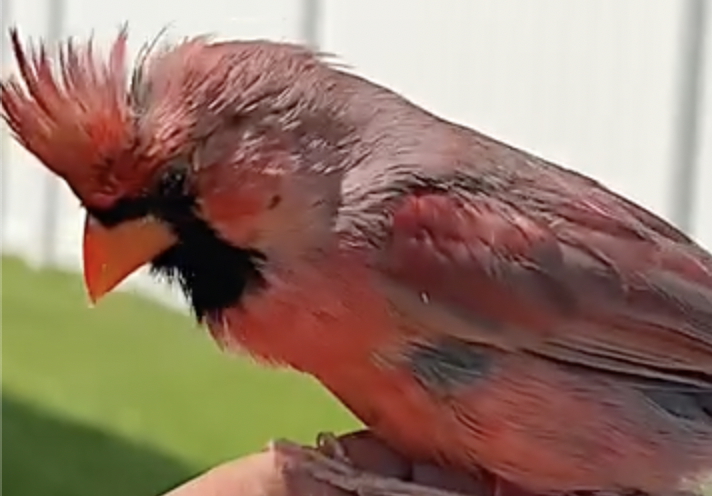 Chicago Man Forms Amazing Bond With Beautiful Wild Cardinal Bird | EpochTV
