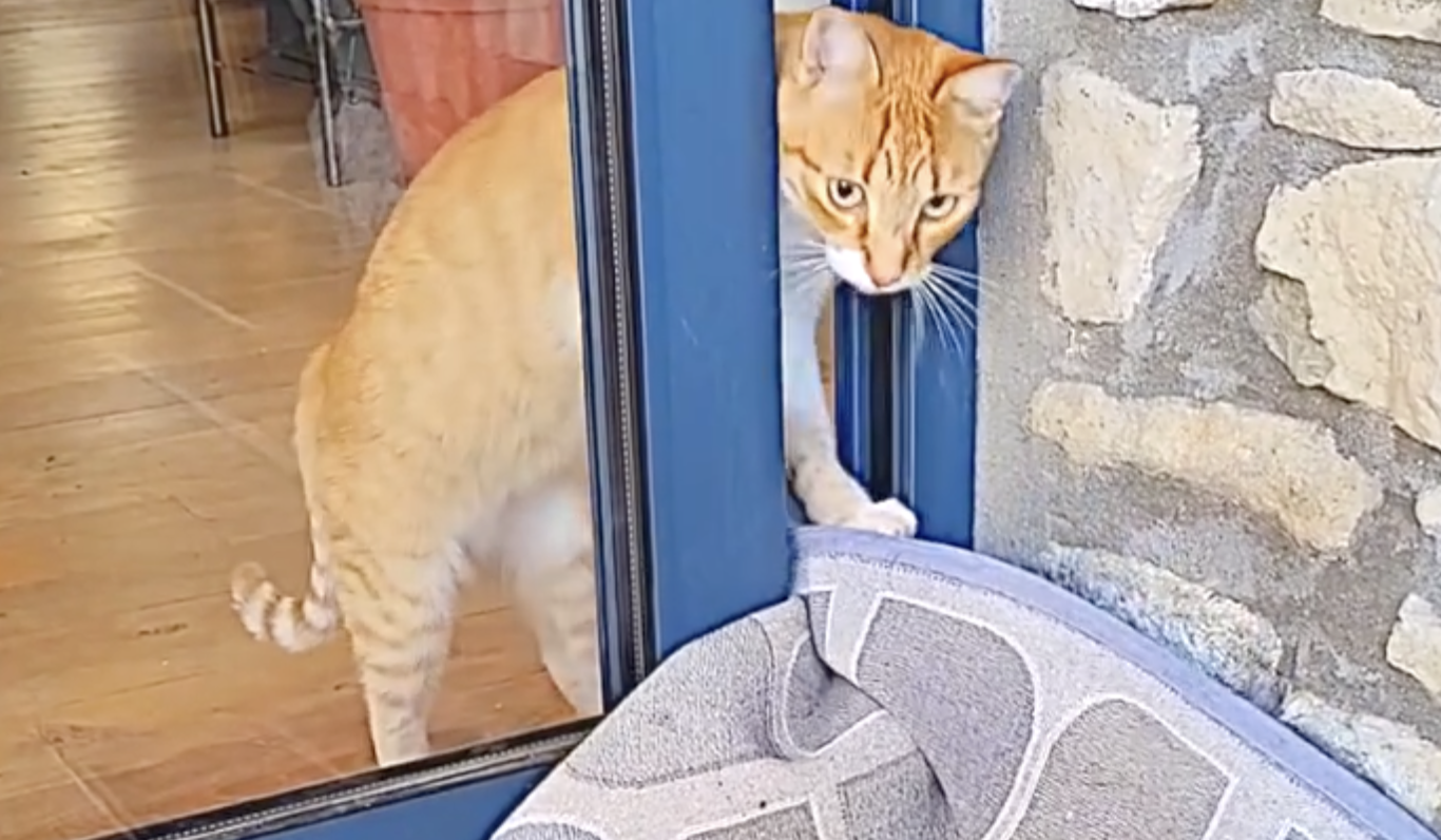 The Smartest Cats Ever | EpochTV