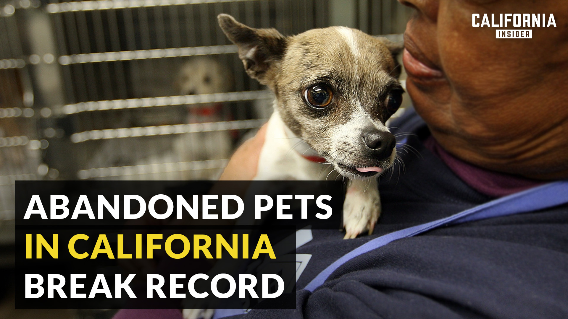 Why California Animal Shelters Are Facing Record Numbers of Abandoned ...