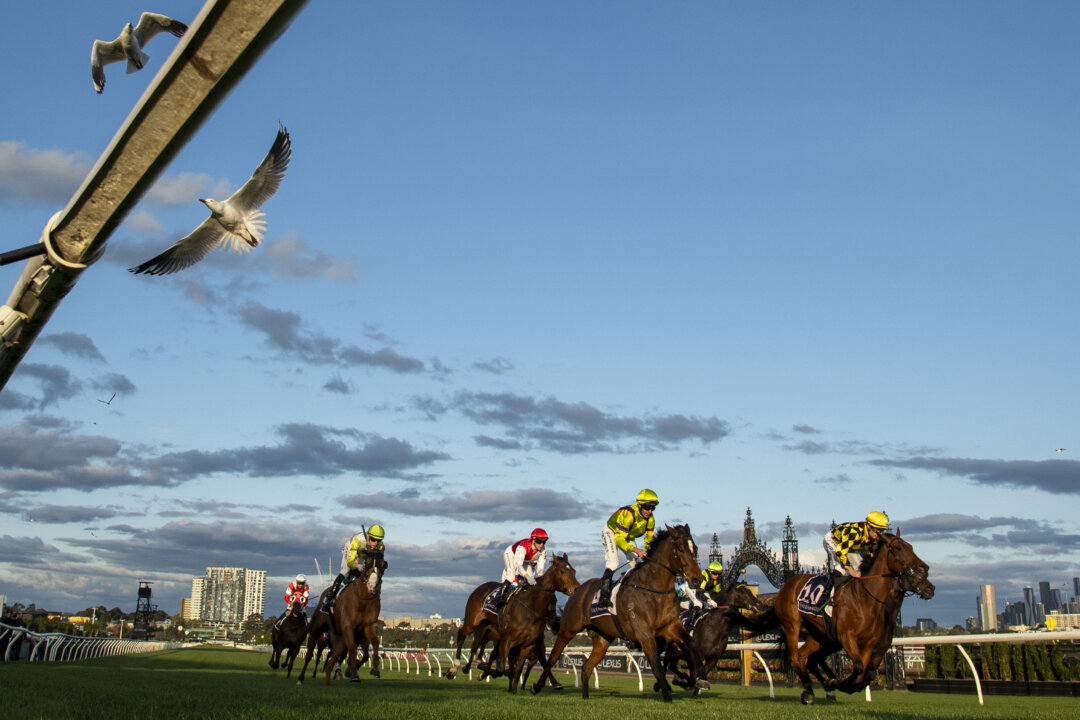 New Figures for Racehorse Deaths Released as Australia Prepares for the ...