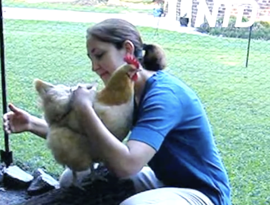 Chicken Gives Woman a Hug | EpochTV