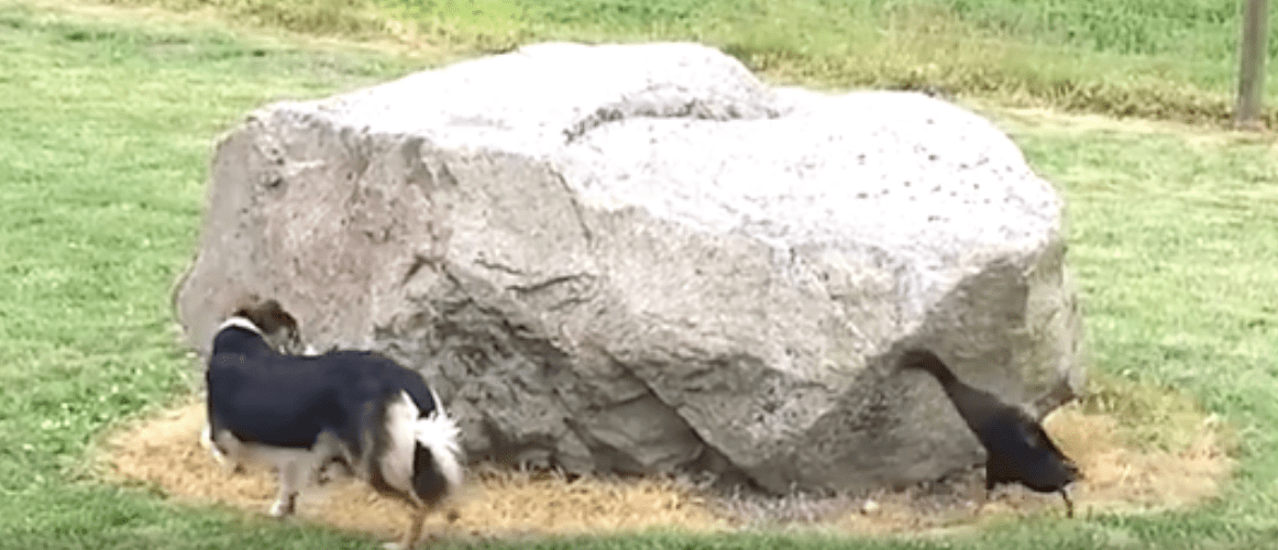 Duck Hilariously Chases Dog | EpochTV