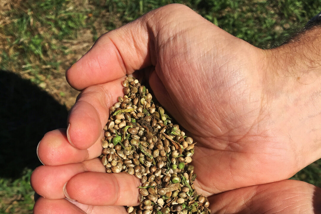 California Bans Hemp Products With THC, Adds Age Limit for Buyers | The ...