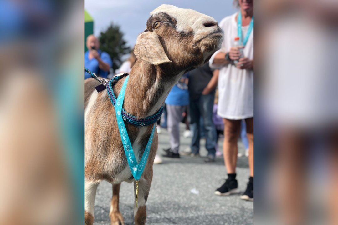 Marathon Goat: Animal Runner Wins Hearts and a Medal After Crashing ...