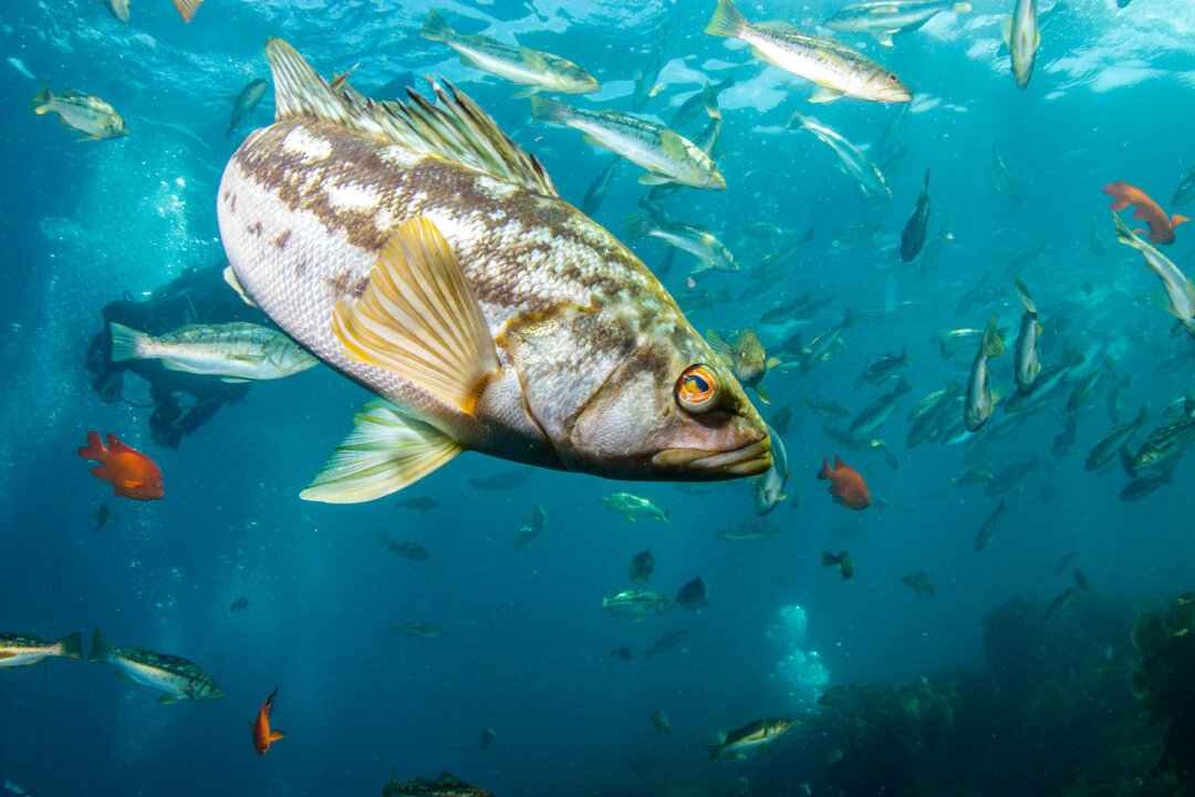 DDT From Industrial Dumping Found in 93 Percent of Southern California ...