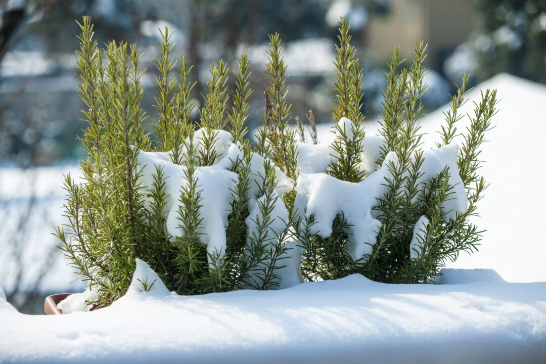 All-Season Seasoning: Planning an Herb Garden | The Epoch Times