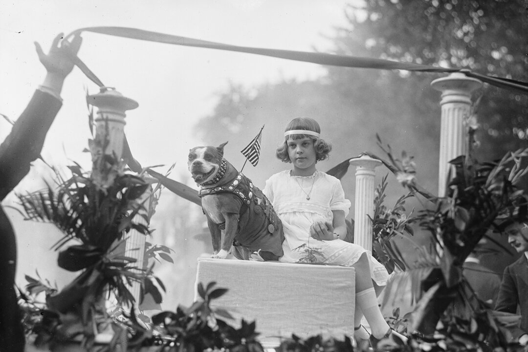 Sgt. Stubby: Mascot and Dog Hero | The Epoch Times