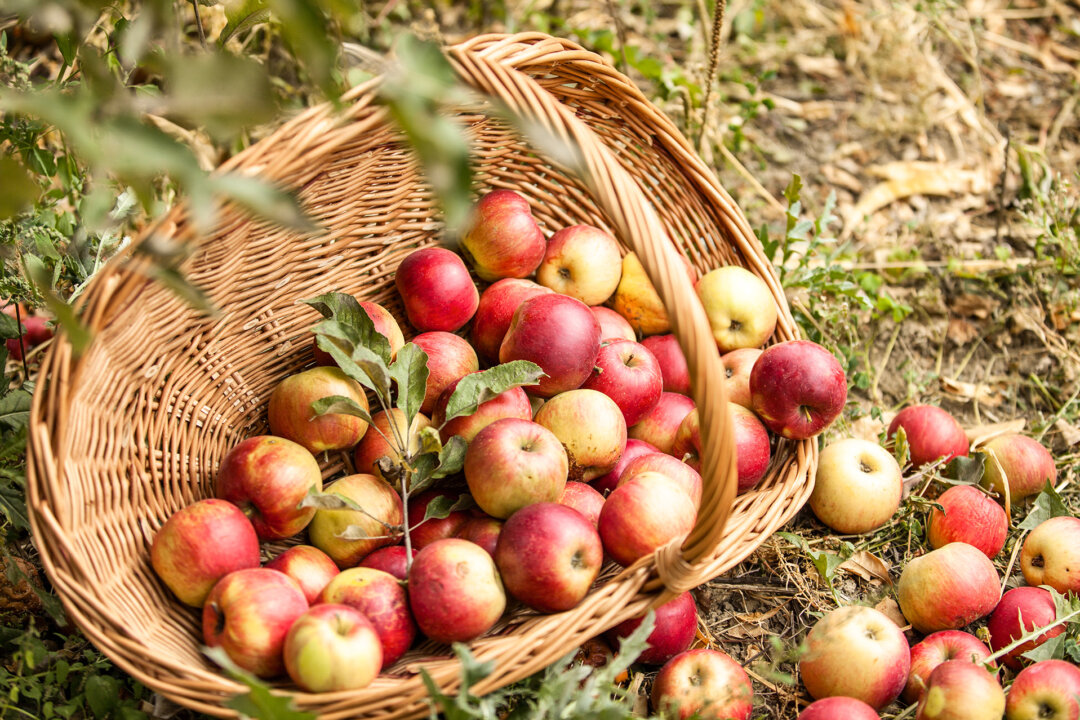 Your Guide to the Best Apples for Baking, Cooking, and Snacking | The ...