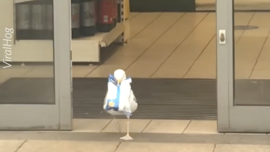 Seagull Steals Doritos From the Grocery Store | EpochTV