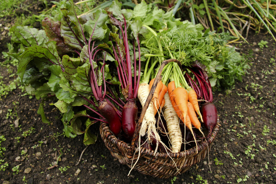 Year-Round Nutrition: The Best Crops to Grow for Long-Term Storage ...