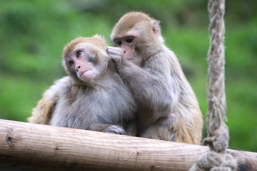 South Carolina Lab Recaptures 5 More Escaped Monkeys but 13 Are Still ...