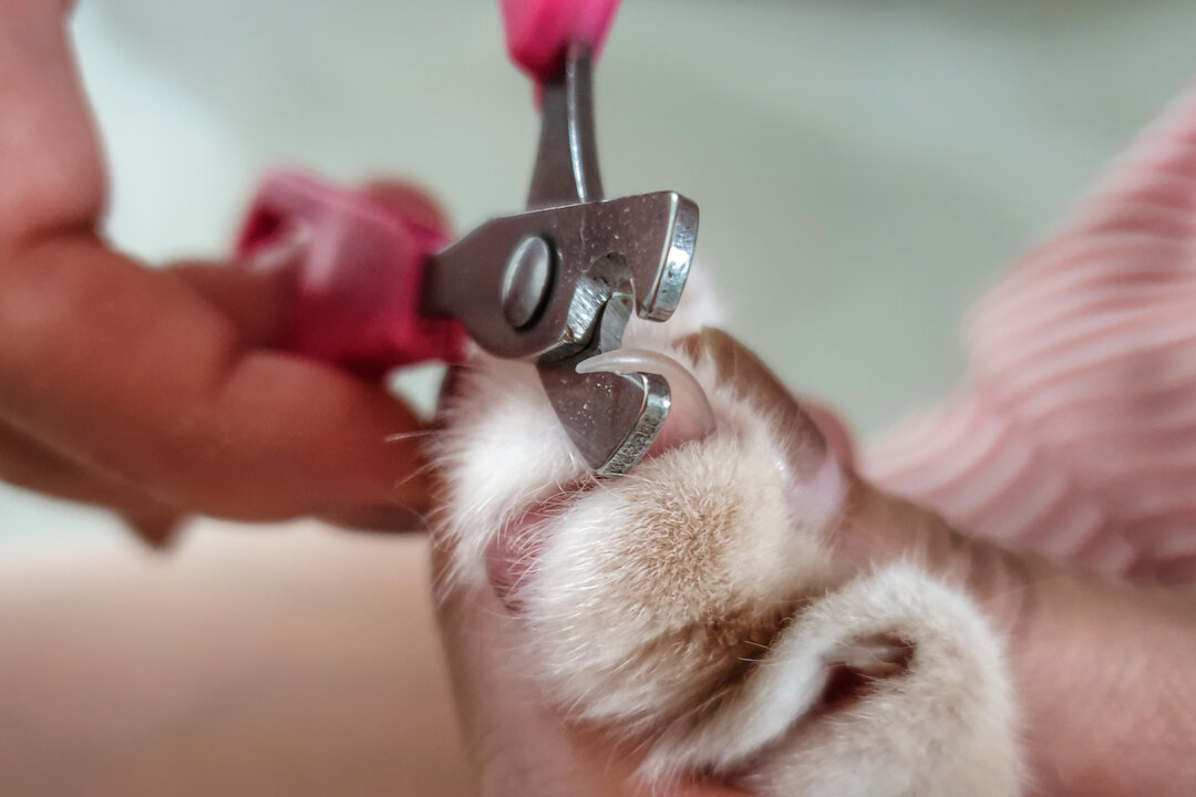 Praise Cat While Trimming Claws | The Epoch Times