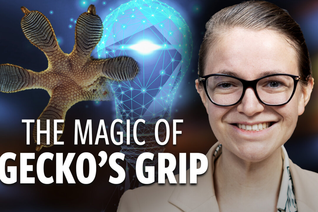 How Gecko Feet Inspired a PhD Student to Transform Manufacturing | The ...