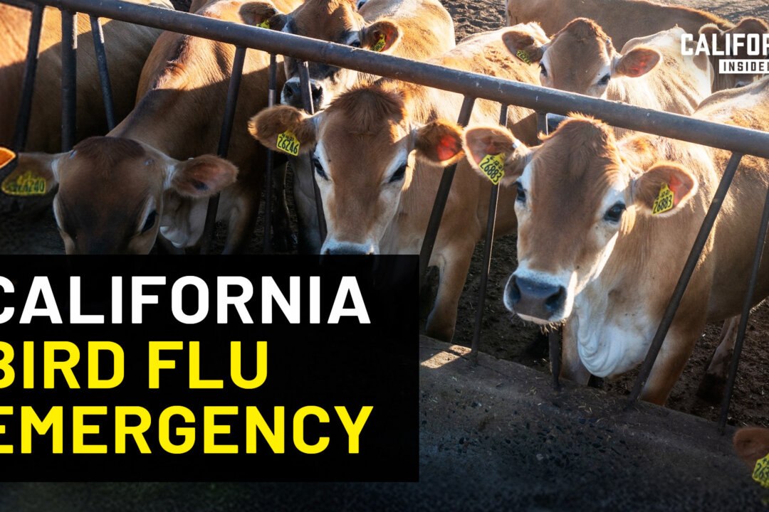 Here Is What You Need to Know About California’s Bird Flu Emergency ...