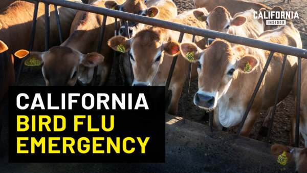 Here Is What You Need to Know About California’s Bird Flu Emergency ...