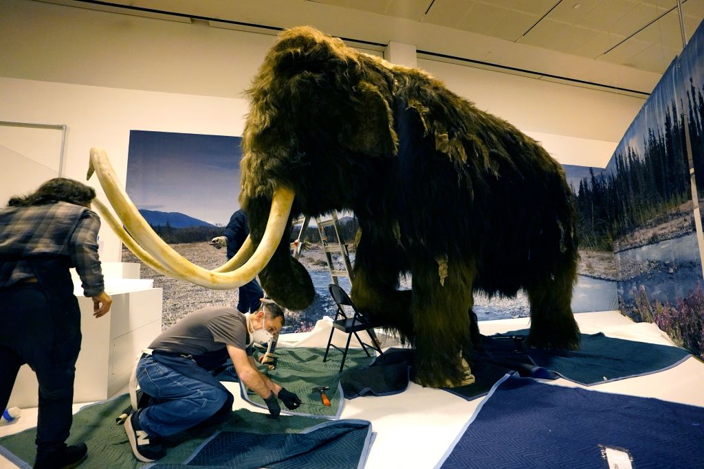Genetics Company Plans to ‘De-Extinct’ Mammoth, Other Species | The ...