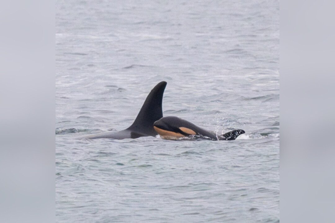 Famous Orca Mother Carrying Another Dead Calf After Losing Second ...