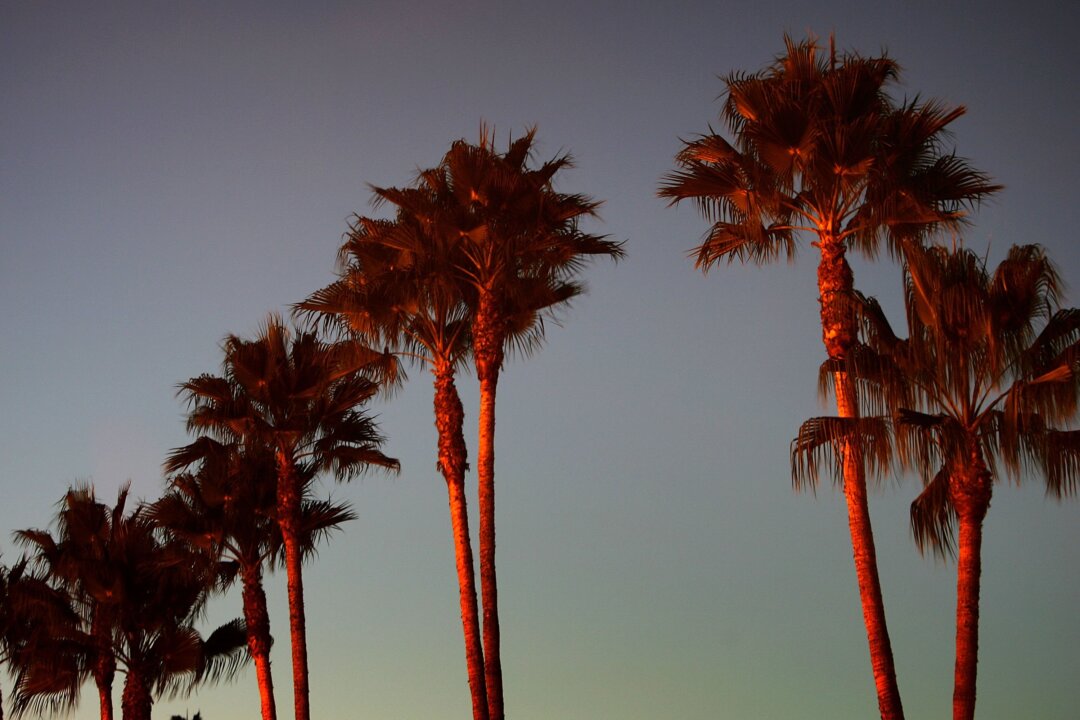 California’s Palm Tree, an Eternal Leafy Icon | The Epoch Times