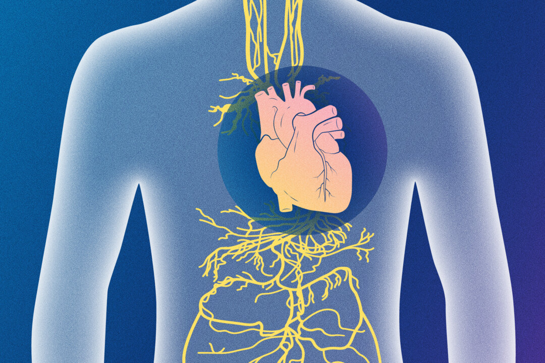 Activating the Vagus Nerve: An Overlooked Approach to Improving Heart ...