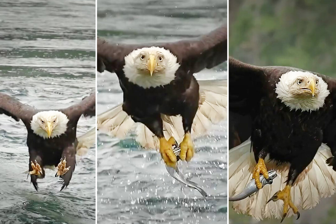 Photographer Films Feeding Frenzy as Eagles Snatch Fish From Powerful ...