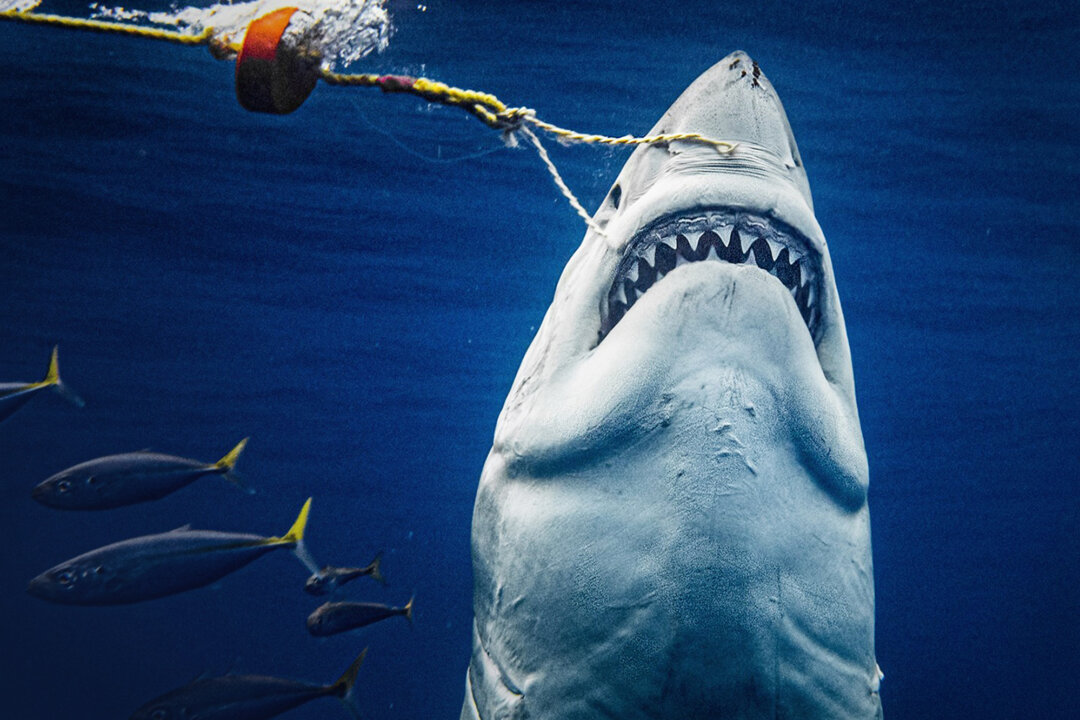 ‘I Was in the Right Spot’: Shark Photographer Snaps Moment Great White ...