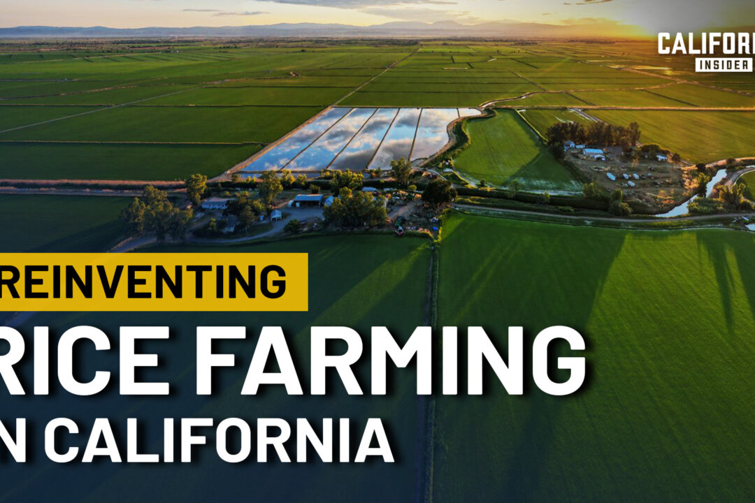 California Farmer Finds a Smarter Way to Grow Rice | Christopher Lopes ...