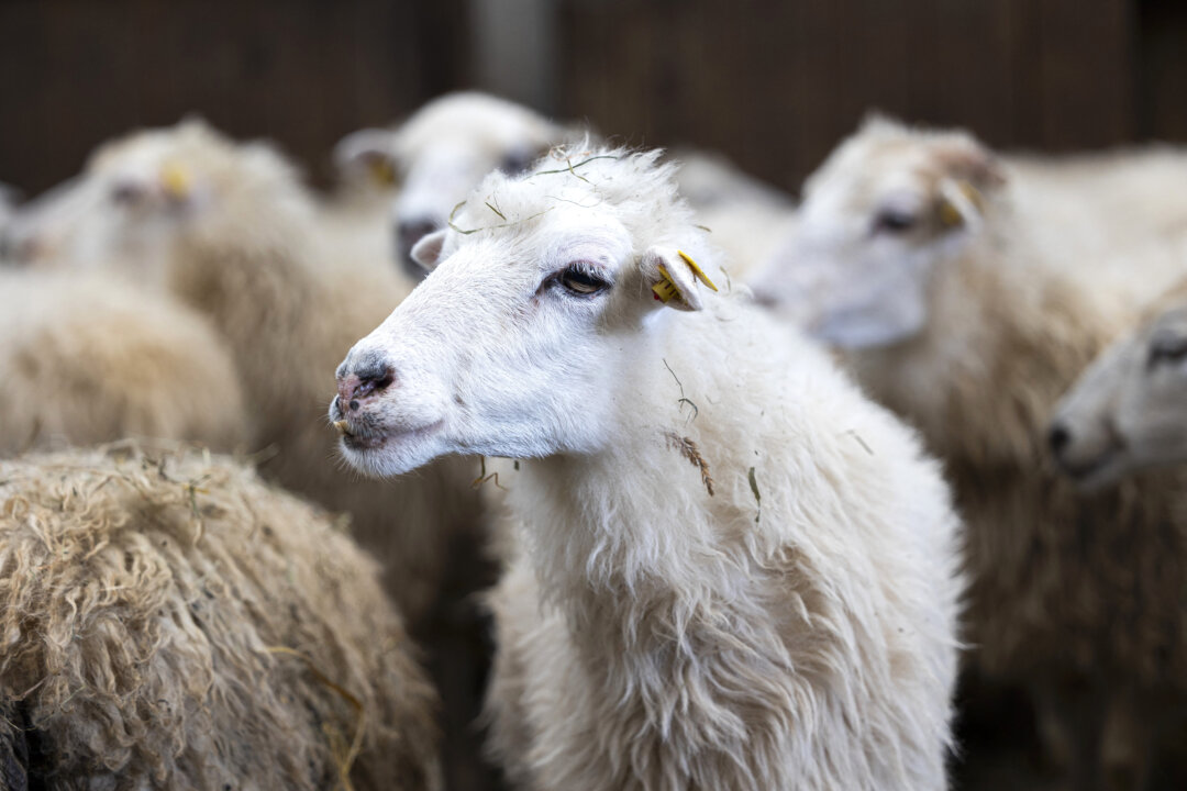 1st Ever Sheep With Bird Flu Found in the UK | The Epoch Times