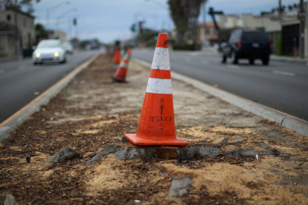 Man Ordered to Stand Trial for Allegedly Cutting Down 13 Trees in Los ...