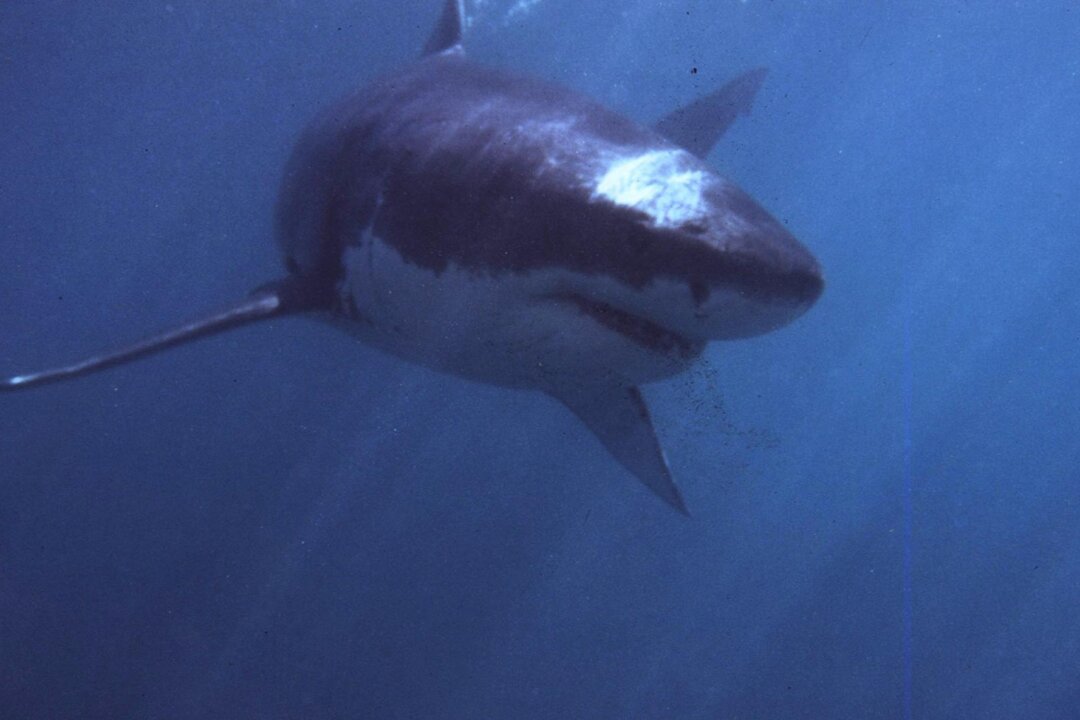 Documentary Takes Deep Dive Into Making of ‘Jaws’ to Celebrate Film’s ...