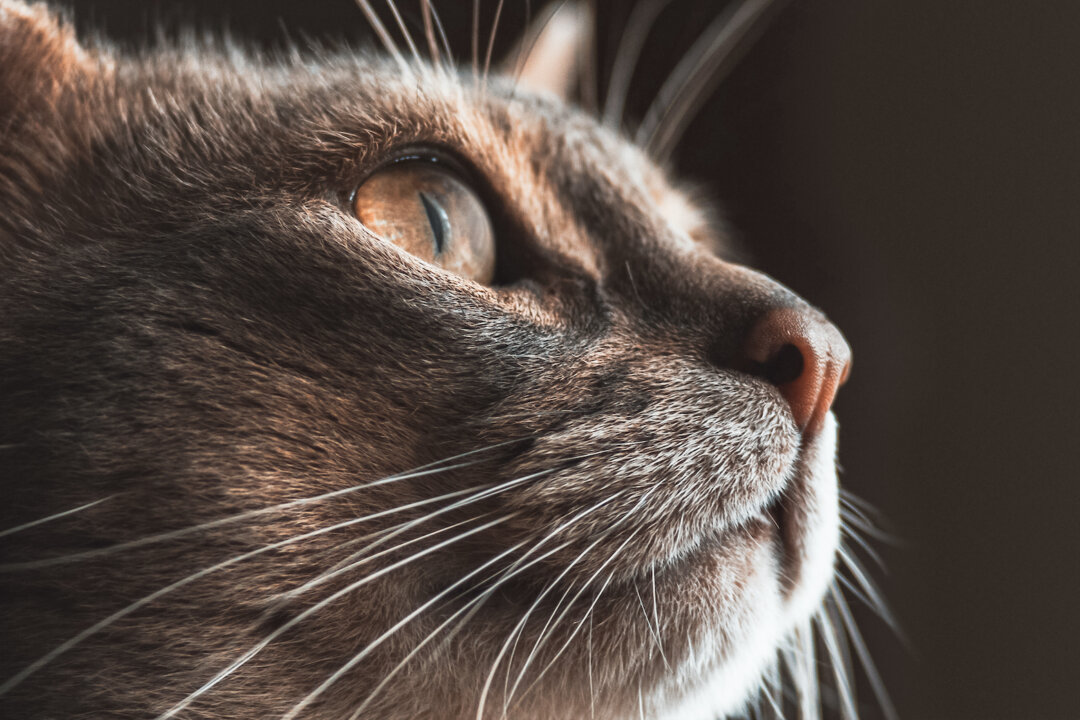 Cats See Well in Dim Light | The Epoch Times