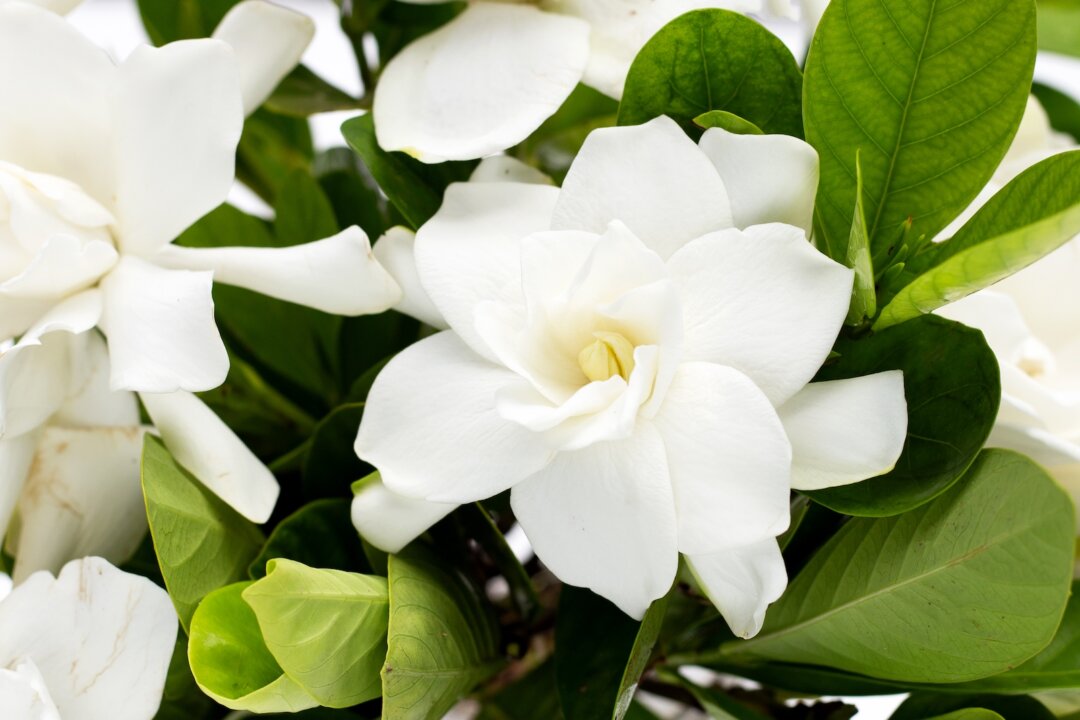 Gardenias and Nut Grass | The Epoch Times