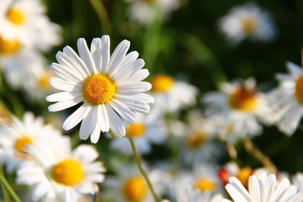 Nature’s Solace: Hans Christian Andersen’s Fairy Tale ‘The Daisy’ | The ...
