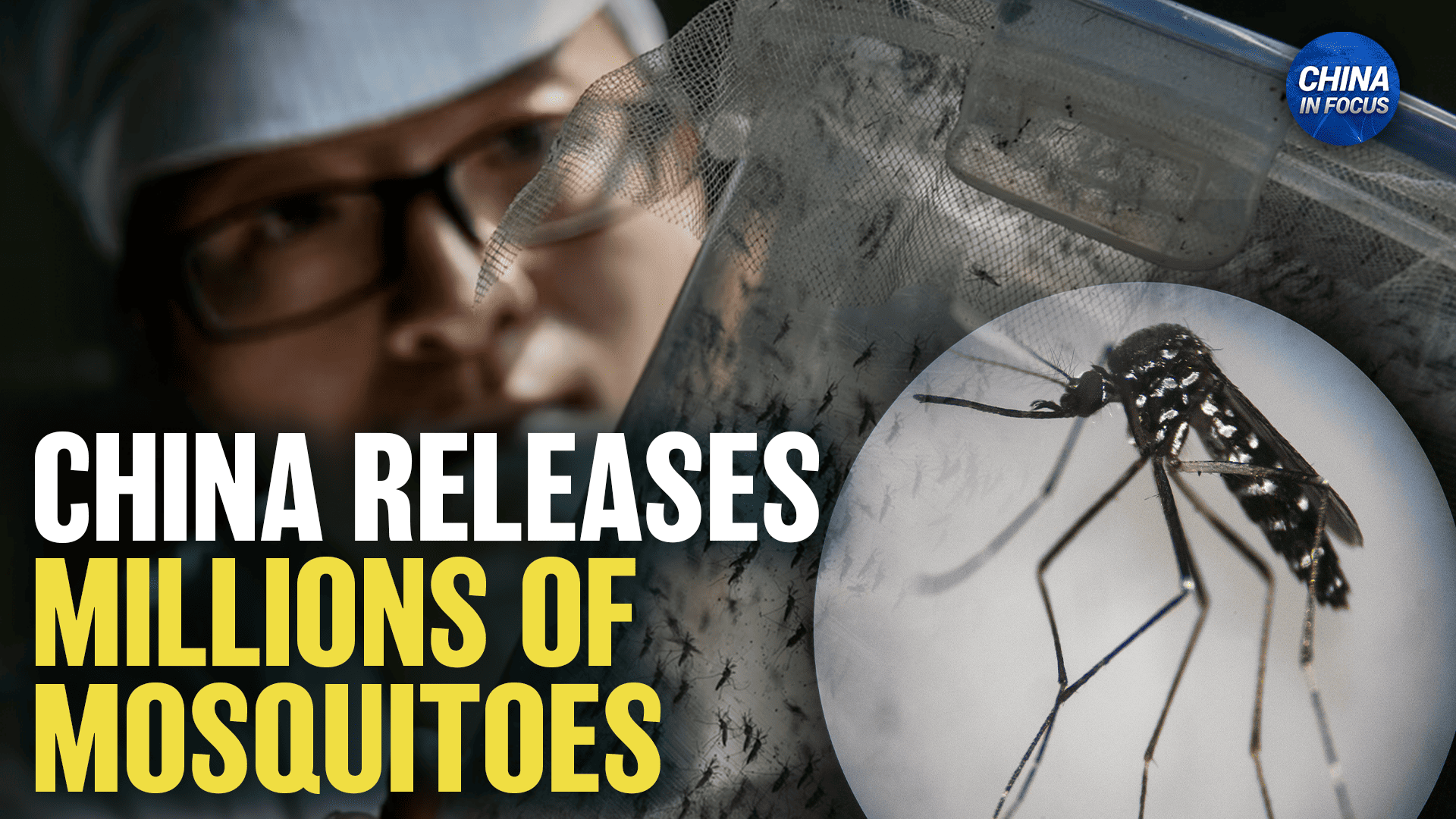China’s Mosquito Factory Releases Millions of Mosquitoes; Virologist ...