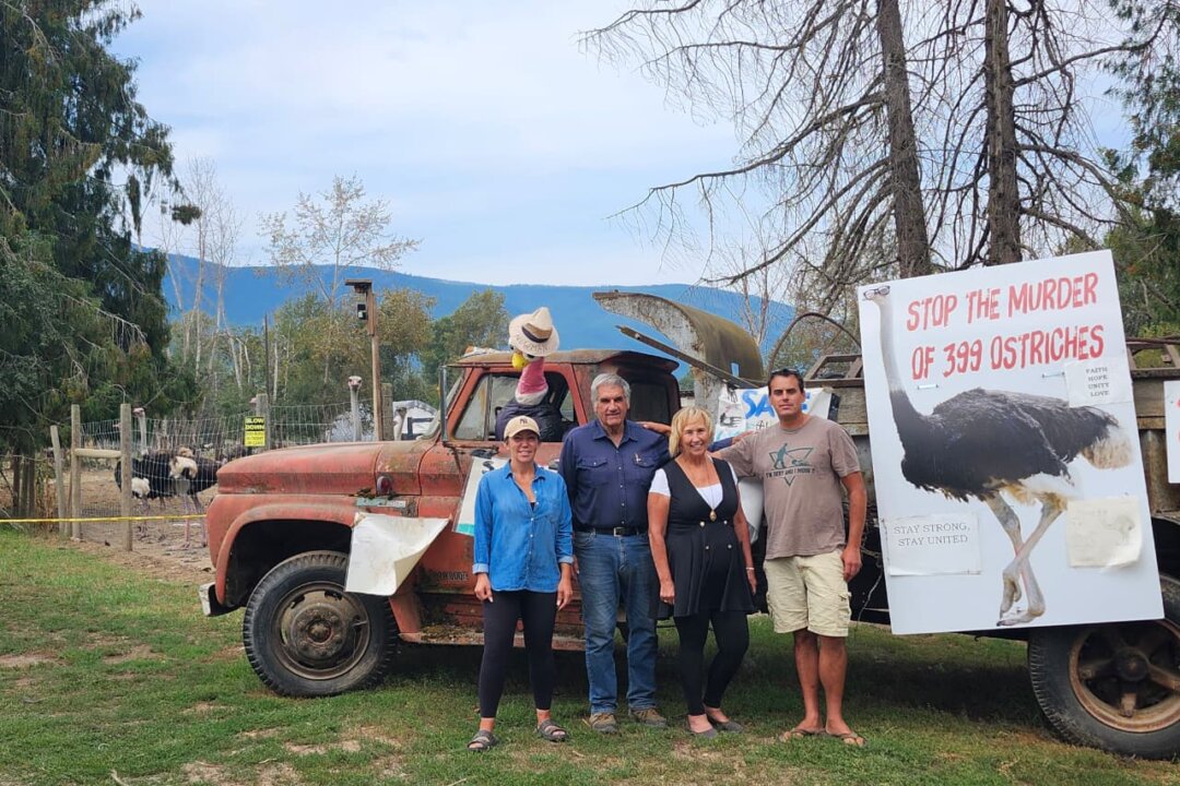 BC Ostrich Farm’s Fate Hangs in the Balance as It Weighs Next Step ...