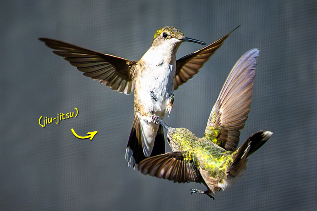 Hummingbirds Duel at Lightning-Fast Speed, Jousting in the Air—Here Are ...