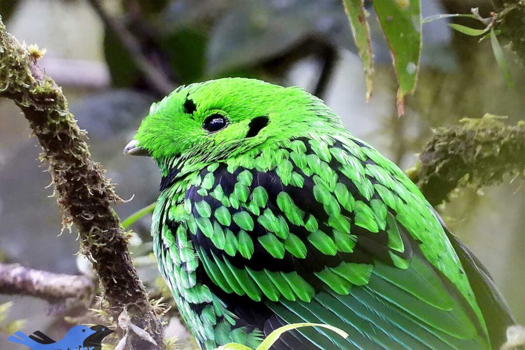 Amazing Emerald-Green Bird Found Only on the Jungle Island of Borneo: Here Are the Photos | The ...