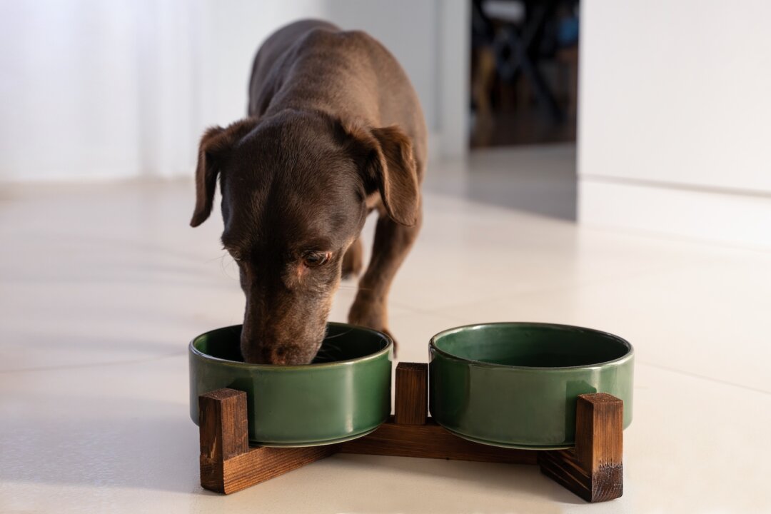 Scrub Pet’s Food and Water Bowls Daily | The Epoch Times