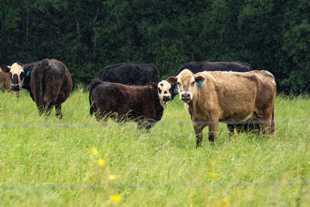 Unpopular Opinion: Beef Isn’t Expensive Enough | The Epoch Times