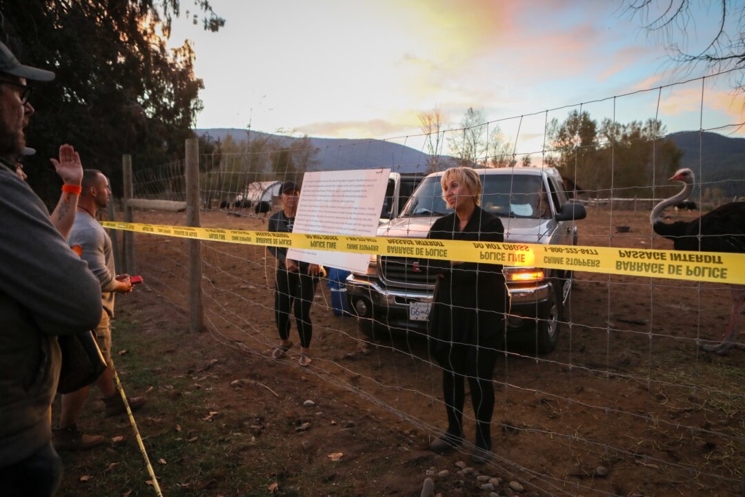 BC Conservatives Criticize Ostrich Cull as CFIA Moves Forward With ...