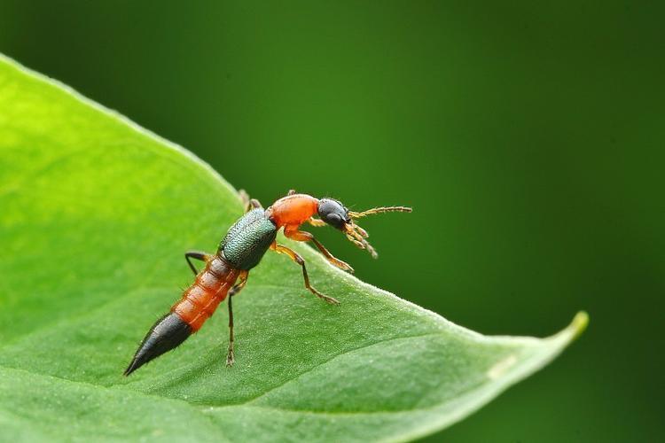 ‘Acid Bugs’ Linked to Cases of Severe Skin Reactions in Northern China ...